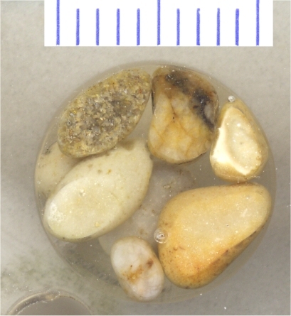 Petrology - sediment grain size